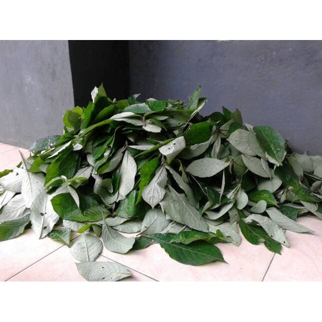 Jual 1 KG KEJI BELING / PECAH BELING SEGAR - Obat Batu Ginjal | Shopee ...