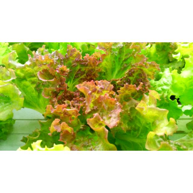 Jual 200 benih - SELADA KERITING RED RAPID repack | Shopee Indonesia