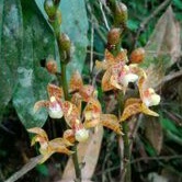 Jual Javanica anggrek Tanah piocog lotis javanica | Shopee Indonesia