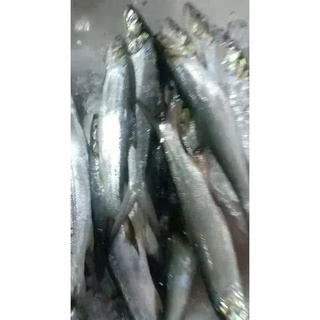 Jual IKAN PAYUS ATAU BISA DI SEBUT IKAN BANDENG LAKI 1KG Indonesia ...