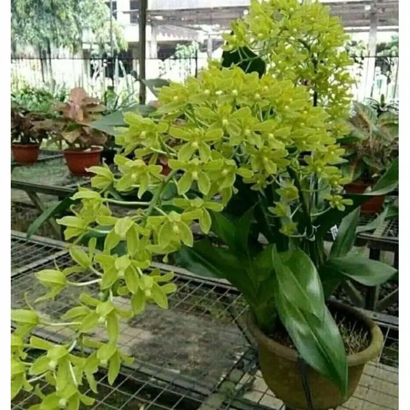 Jual anggrek grama seedling | Shopee Indonesia
