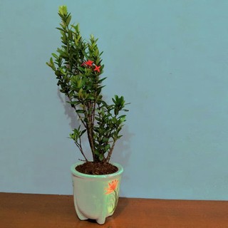 Jual Tanaman hias asoka soka bunga merah - ixora coccinea red | Jenis ...