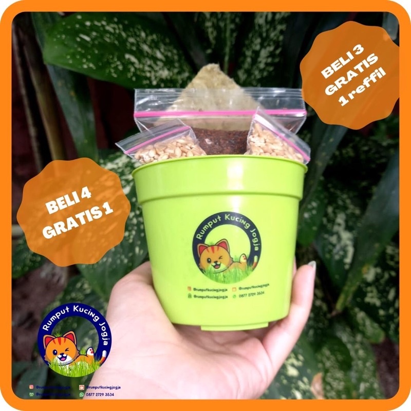 Jual TERMURAH !!! PAKET RUMPUT KUCING 2x TANAM / WHEATGRASS UNTUK 2x ...