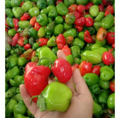 Jual 10 Biji Benih Cabe Gendot /Capsicum pubescens/Cabai habanero ...