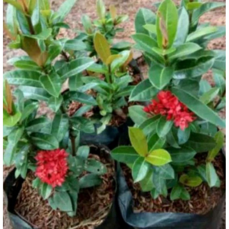 Jual promo tanaman hias soka india bunga merah hiasan depan rumah ...