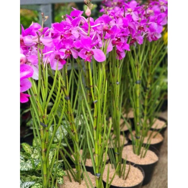 Jual TANAMAN ANGGREK VANDA DOUGLAS | Shopee Indonesia
