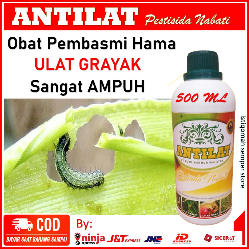 Jual Antilat Obat Hama ULAT GRAYAK Paling AMPUH - Antilat Pestisida Nabati Pembasmi Hama ...