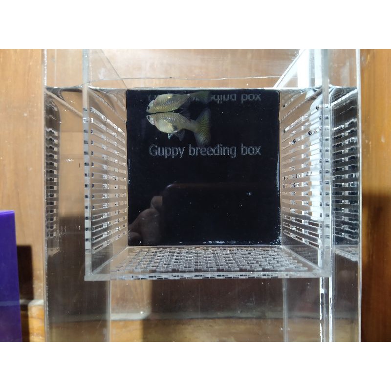 Jual box Guppy melahirkan, Guppy breeding box | Shopee Indonesia