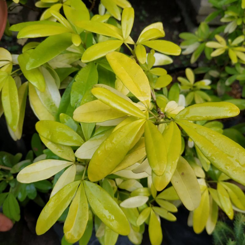 Harga Rafenia Terbaru Februari 2024 |BigGo Indonesia