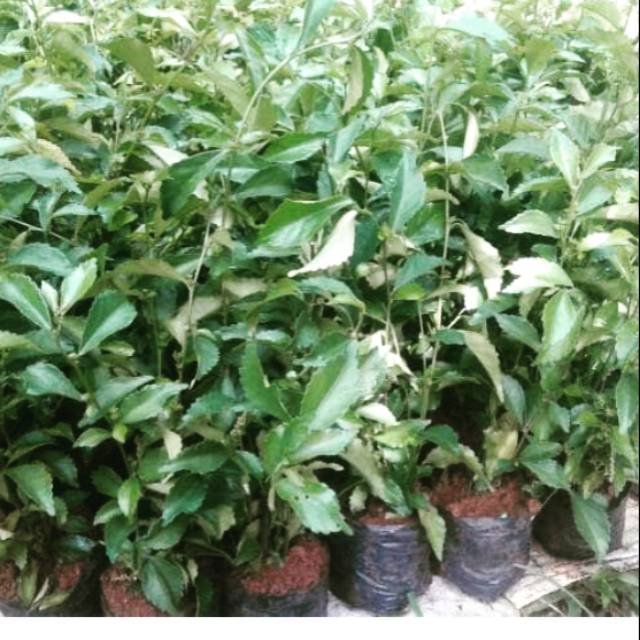 Jual pohon teh tehan / tetehan tanaman untuk pagar Indonesia|Shopee ...