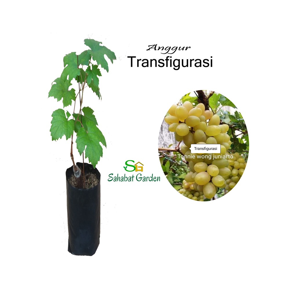 Jual Bibit Anggur Import Transfigurasi | Shopee Indonesia
