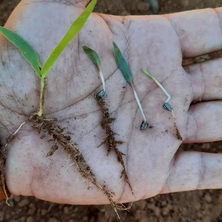 Jual Benih rumput pakan ternak 1kg/bede/signal grass/brachiaria ...