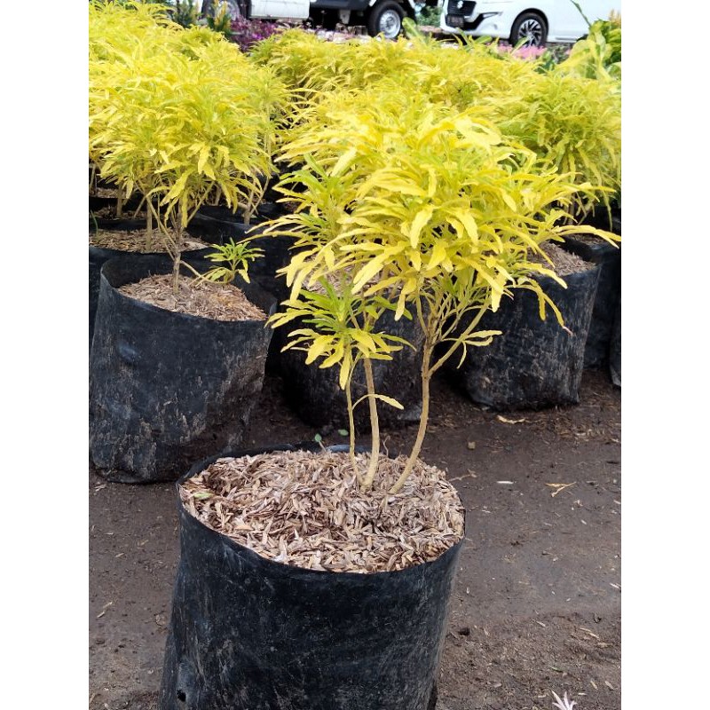 Jual bunga taman brokoli kuning | Shopee Indonesia