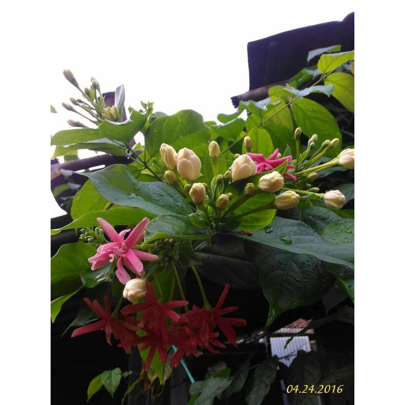 Terkeren 24+ Bunga Melati Pandan Wangi - Gambar Bunga Indah