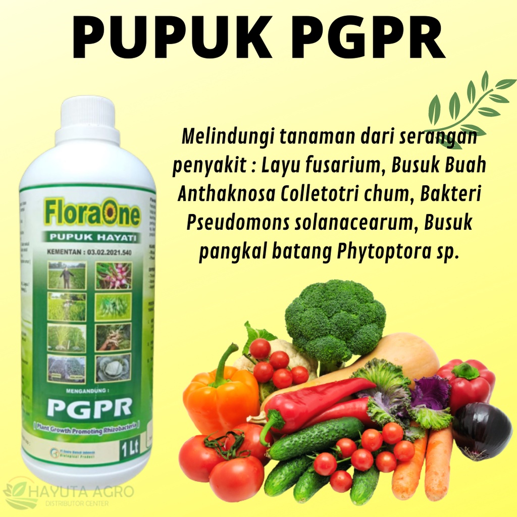 Jual Pupuk PGPR, Rhizobium Sp Cair Terbaik Masa Pertumbuhan Tanaman, Pupuk Agar Cepat Tumbuh ...