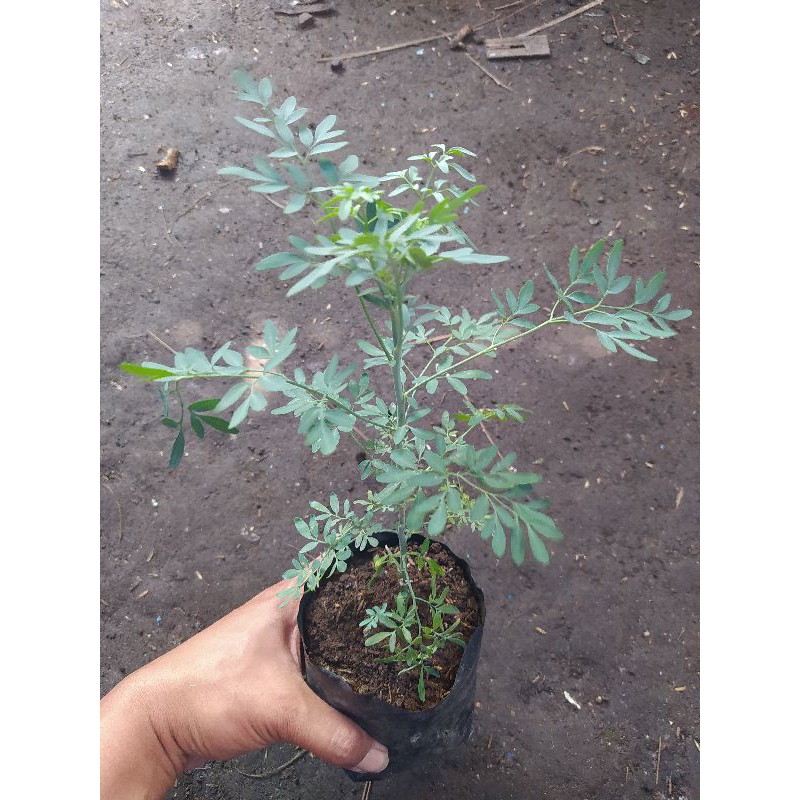 Jual tanaman ingu | Shopee Indonesia