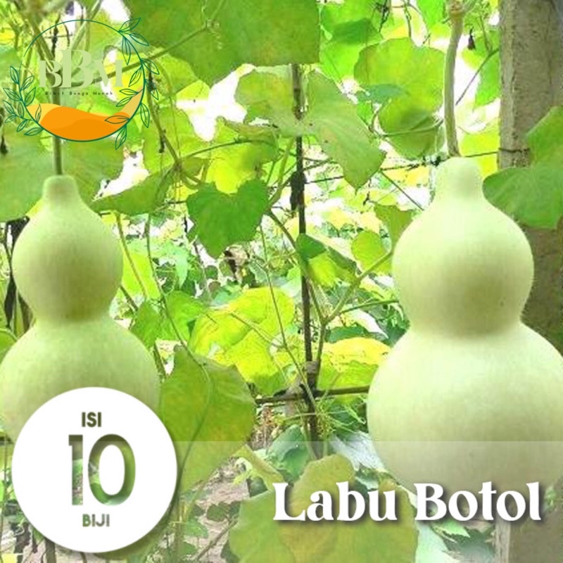 Jual Benih Biji Labu Kendi/ Labu Botol/ Labu Air | Shopee Indonesia Jual Benih Biji Labu Kendi/ Labu Botol/ Labu Air | Shopee Indonesia