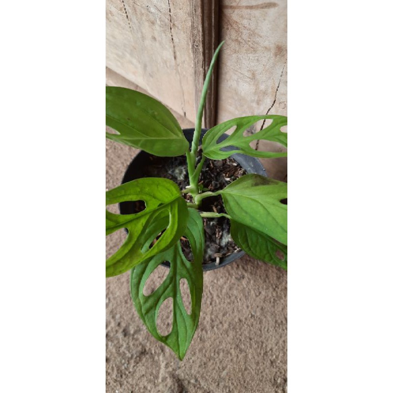 Jual Bunga Janda Bolong Hijau atau monstera deliciosa Tanaman Hias ...
