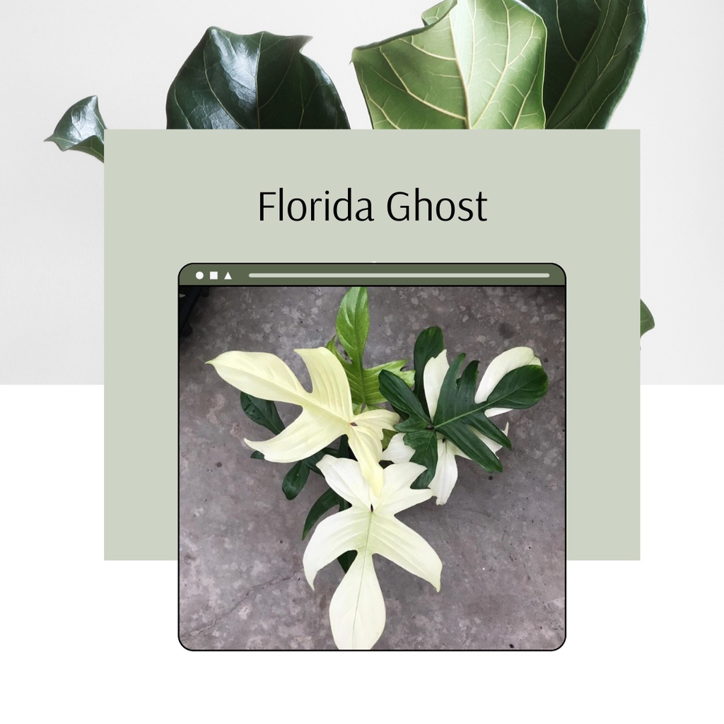 Jual Tanaman Hias Philo Florida Ghost Bunga Philodendron Florida Ghost ...