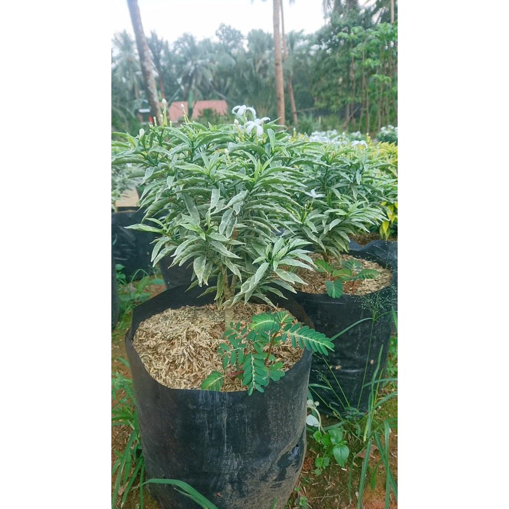 Jual Tanaman Hias Bunga Rombusa Mini Varigata Hida Bibit Purworejo ...