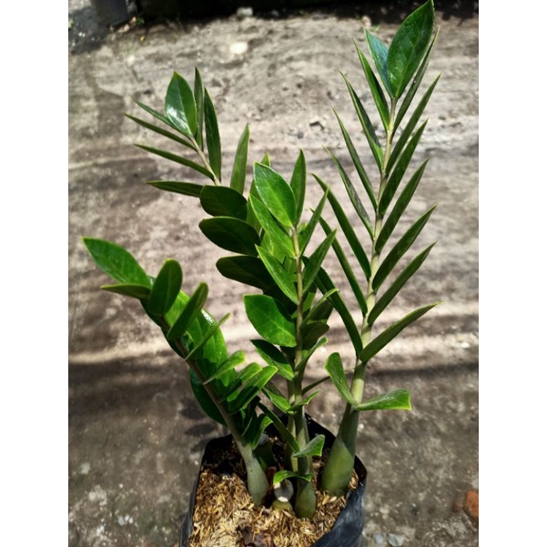 Jual tanaman bunga zamia | Shopee Indonesia