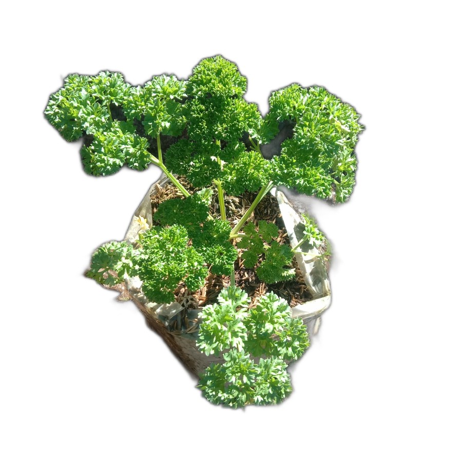 Jual tanaman sayuran Parsley atau peterseli | Shopee Indonesia
