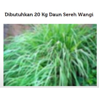Jual CITRONELLA Essential Oil (Ekstrak-SERAI WANGI) | Shopee Indonesia