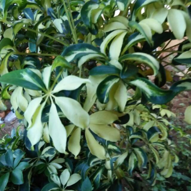 Catat! 10+ Tanaman Bunga Walisongo Terpopuler - Informasi Seputar ...