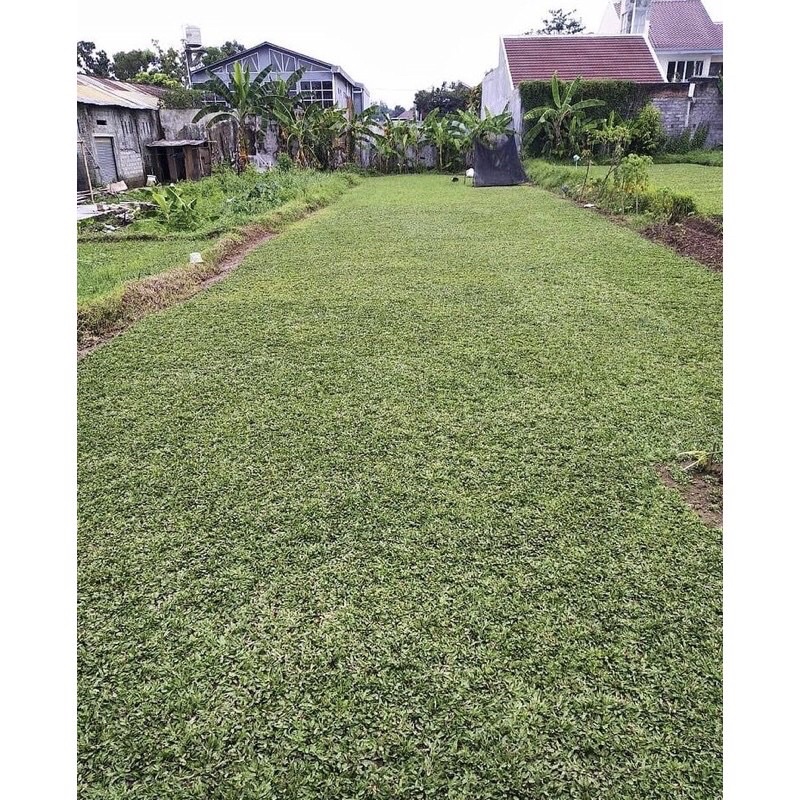 Jual Rumput gajah mini/Rumput mutiara/Rumput taman Ukuran 1M x 1M ...