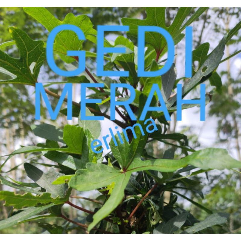 Jual bibit daun gedi merah Obat herbal | Shopee Indonesia