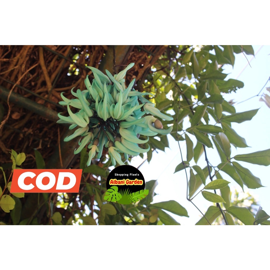 Jual Tanaman hias merambat untuk kanopi Bunga kuku macan Mucuna ...