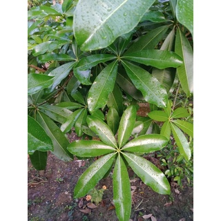 Jual Daun Pulai Daun Pule Daun Herbal Daun Pulai Jamu Tradisional Fresh ...