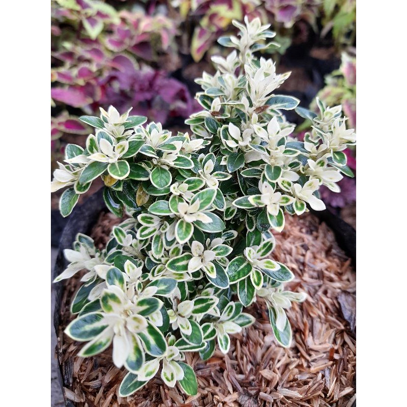 Jual Tanaman Hias Mirten (Daun Putih Hijau Asli) | Shopee Indonesia