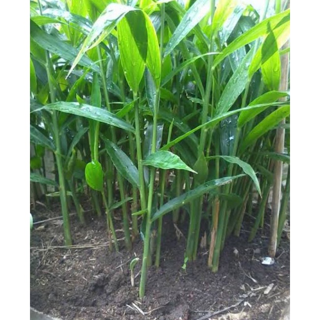 Jual Pohon bibit umbi garut siap tanam. | Shopee Indonesia