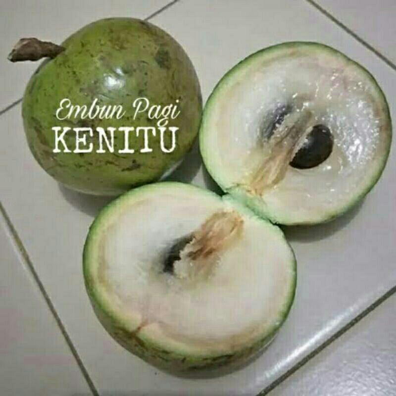 Jual Bibit Tanaman Buah Kenitu / Genitu / Sawo Durian /Sawo Ijo / Sawo ...
