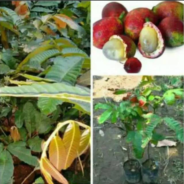 Jual Bibit buah matoa tanaman khas Papua | Shopee Indonesia