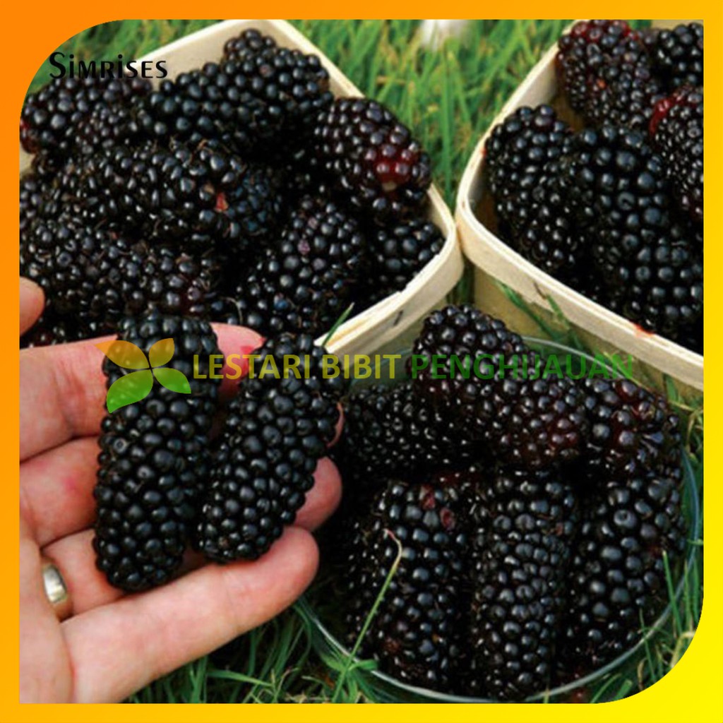 Jual Bibit Tanaman Pohon Blackberry Kondisi Siap Berbuah Murah | Shopee ...