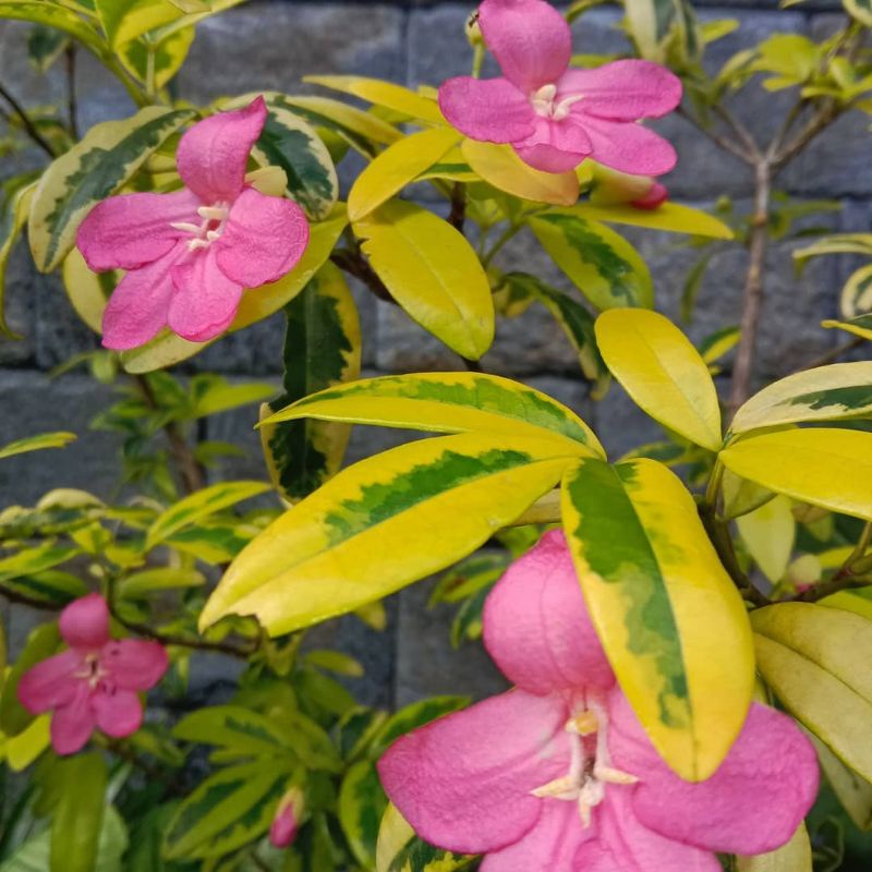 Jual Tanaman hias lavenia varigata / bunga ravenia variegata / raphenia ...