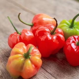 Jual monggo] ( 1 Pack ) Benih Cabe Katokkon Khas Toraja | Super Pedas ...