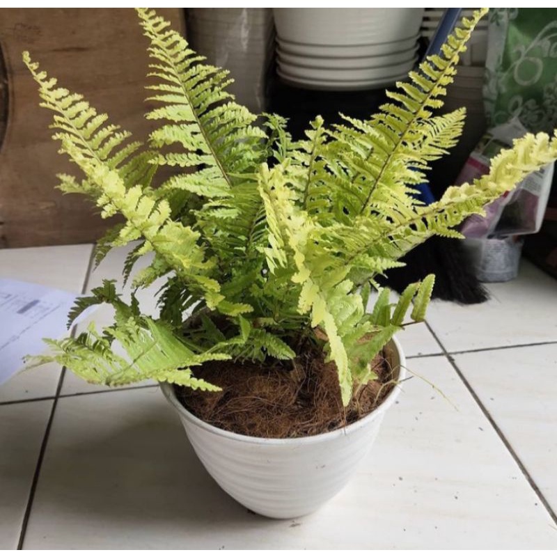 Jual pakis boston fern tanaman hias | Shopee Indonesia