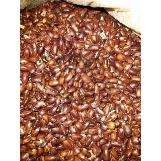 Jual 1kg biji pohon trembesi(keduh murah) | Shopee Indonesia