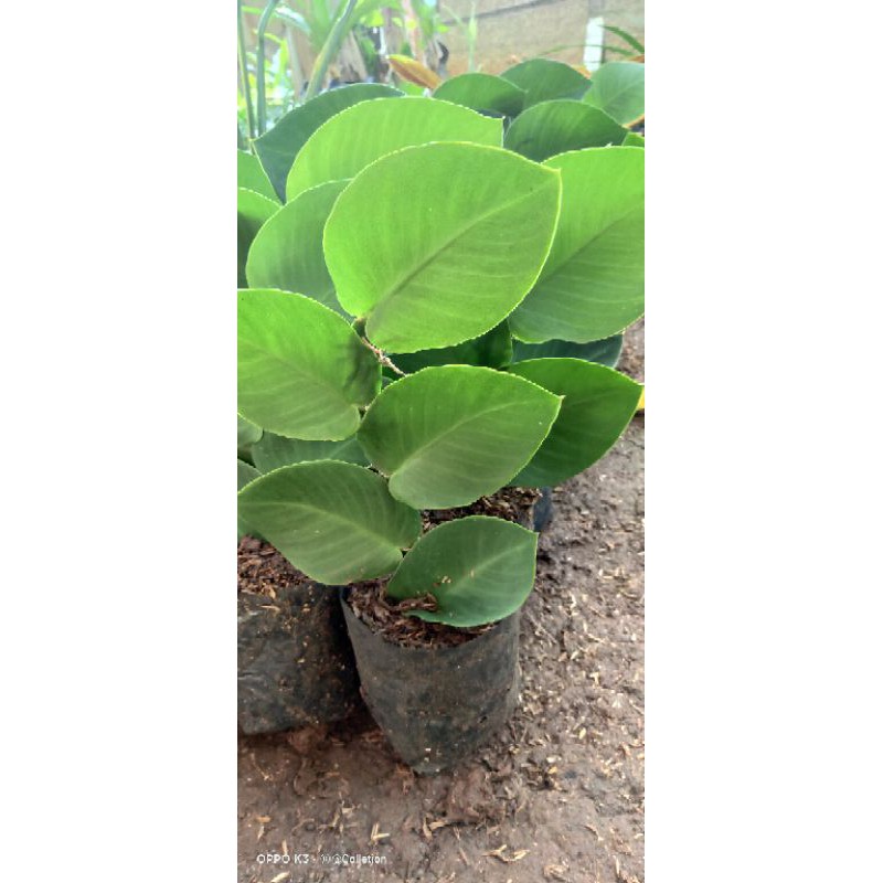 Jual Tanaman merambat climbing dolar l Tanaman hias rambat dinding ...