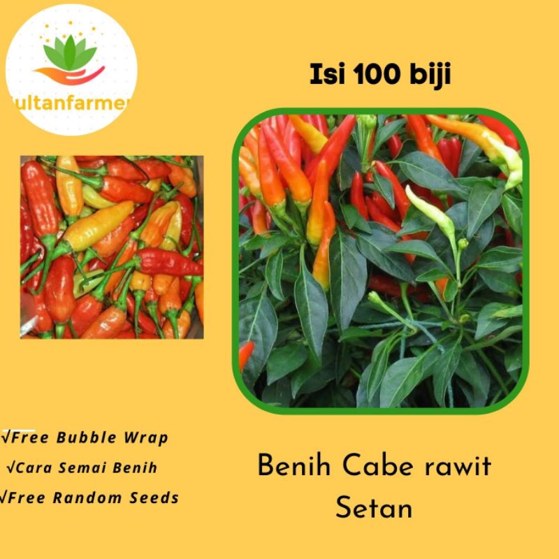 Jual 100 benih biji cabe rawit caplak / cabe rawit setan Indonesia ...