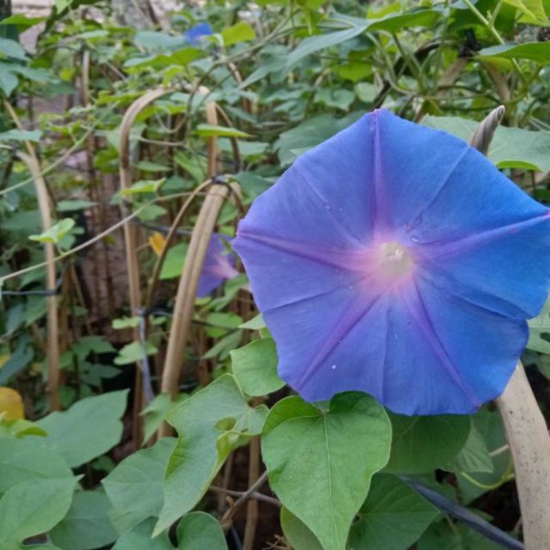 Jual Tanaman Hias Hidup Morning Glory - Bunga Hias Morning Glory ...