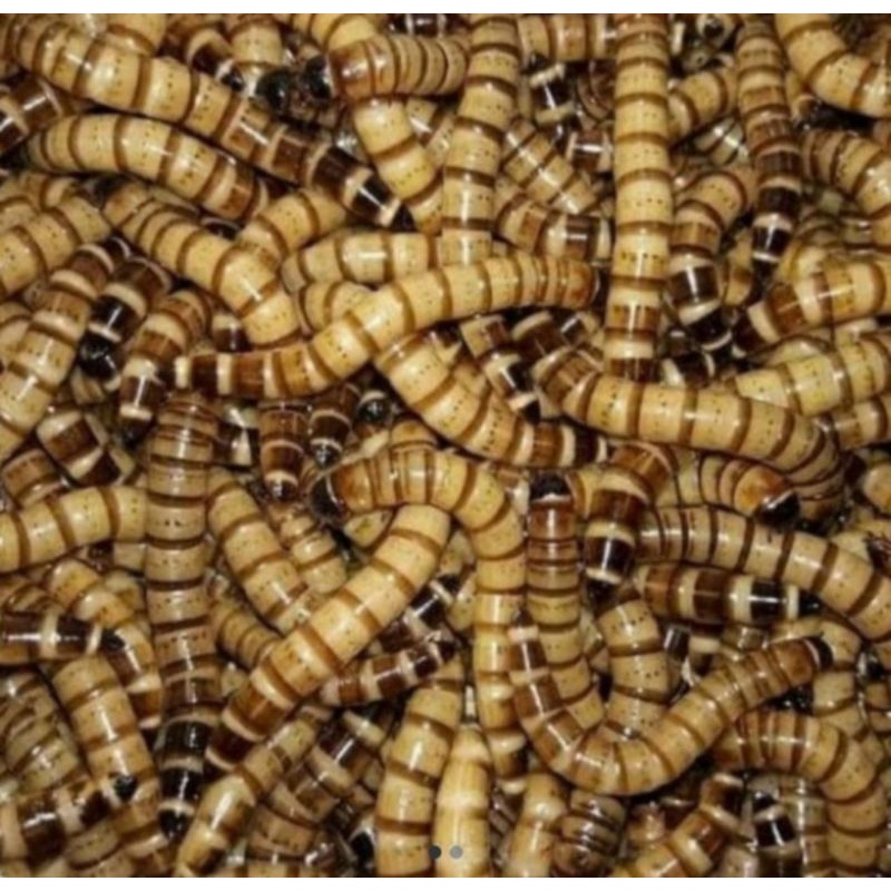 Jual Ulat Jerman Pakan Ikan Predator Fresh 1Kg | Shopee Indonesia