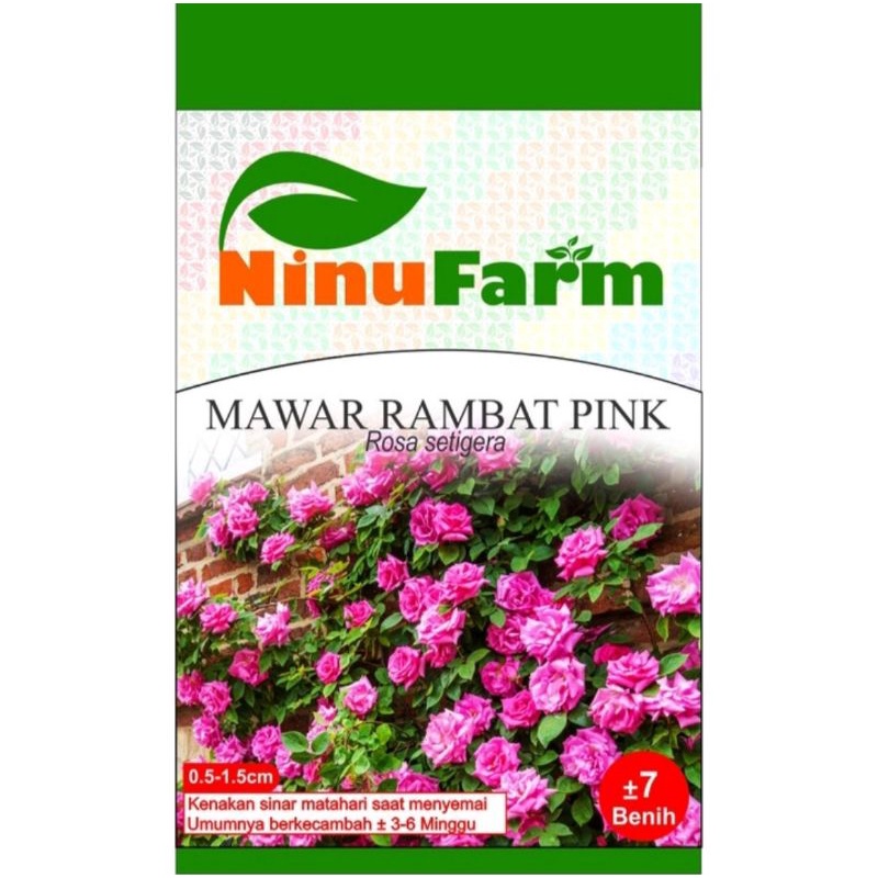 Jual Benih Tanaman Hias Bunga Mawar Pink / Bibit Bunga Mawar Rambat ...