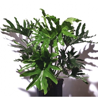 Jual tanaman hias philodendrum selloum philo jari monstera+pilo Tanaman ...