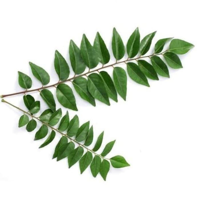 Jual Bibit Daun Kari Salam Koja Temurui Wild Curry Leaves ( Tanaman ...