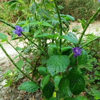 Jual tumbuhan pecut kuda #Stachytarpheta jamaicensis / tanaman herbal ...