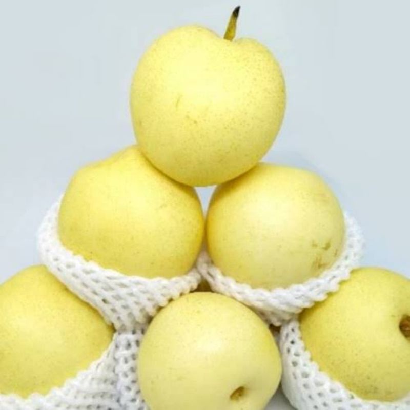 Jual Pear / Pir Century - 1kg | Shopee Indonesia